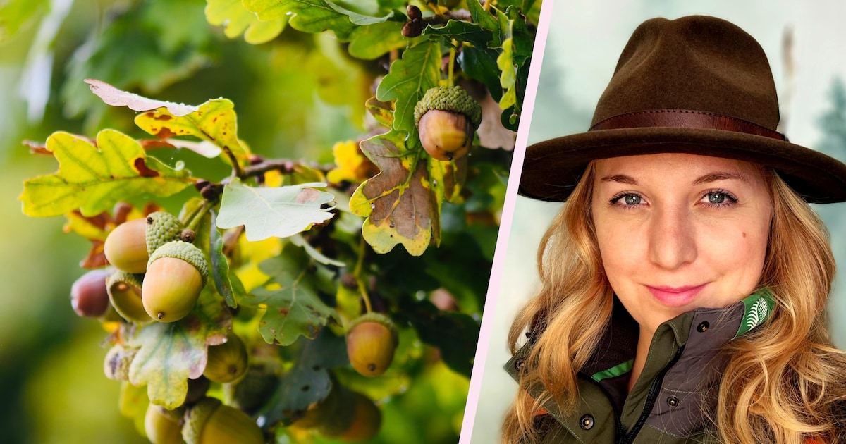 Boswachter legt uit: Dit is waarom alle bomen zo veel vruchten hebben ...