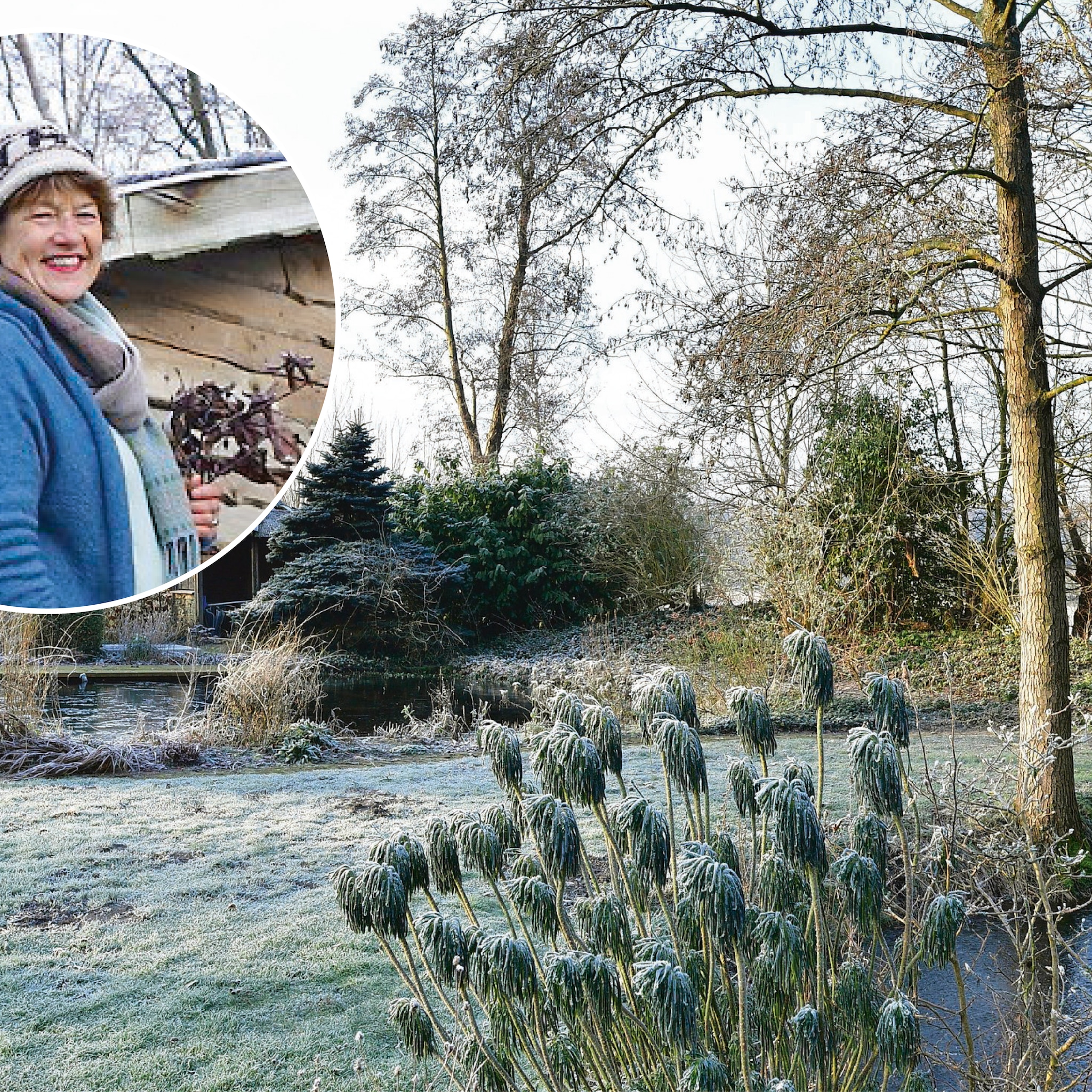 Hondsdraf in je tuin: laten staan of weghalen?
