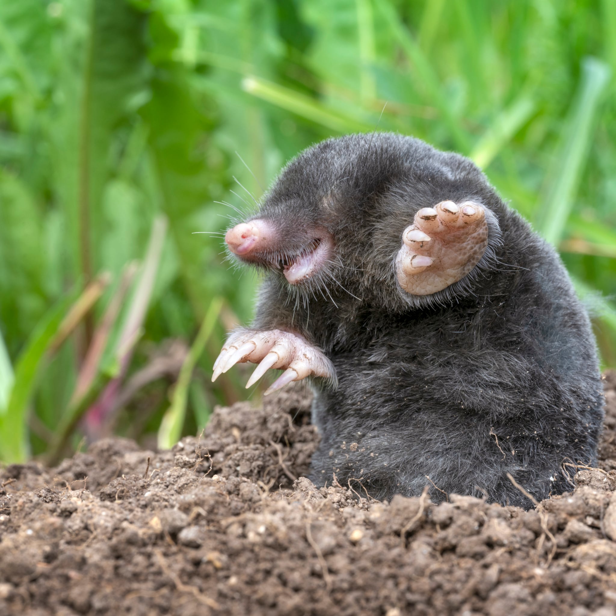 Wonderspul: dit kun je allemaal schoonmaken met ossengalzeep